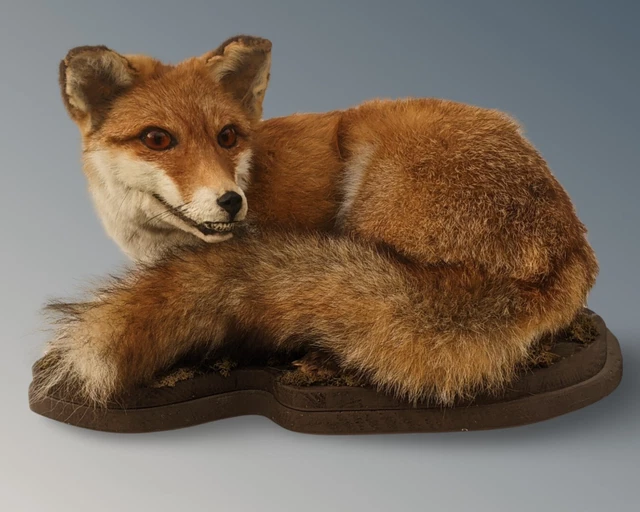 ANTIQUE TAXIDERMY FOX Vulpes Vulpes £485.00 - PicClick UK