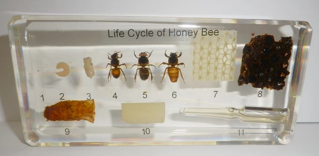 HONEY BEE LIFE Cycle Set Apis mellifera Real Insect Specimen Education ...