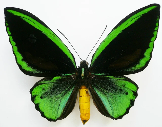 ORNITHOPTERA PRIAMUS BORNEMANNI Male Rare Form From Rabaul, New Britain ...