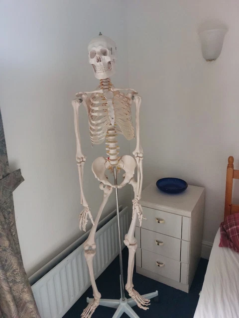 LIFE-SIZE SKELETON ANATOMICAL Model/Collection/Drop-off within 15-ml ...