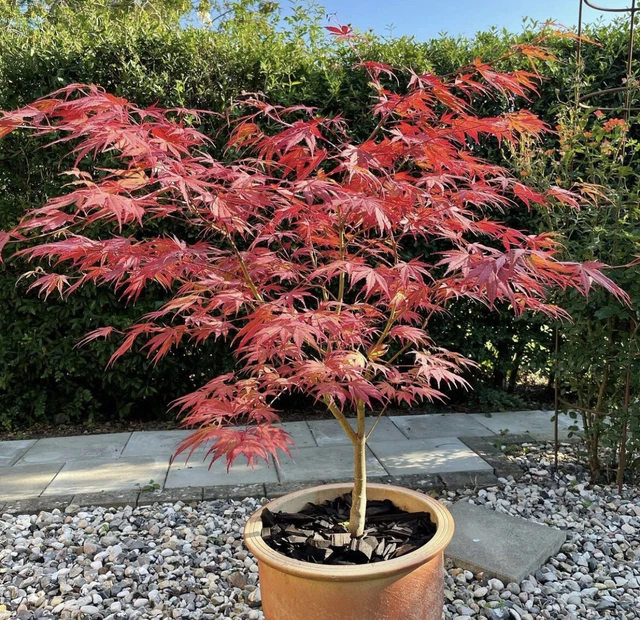 CASCADING WEEPING JAPANESE Maple Tree Seeds - Acer Palmatum [LIMITED ...