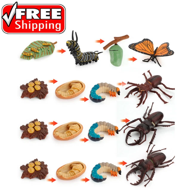BUTTERFLY GROWTH 4 Stage Figure Insect Life Cycle Model Education ...