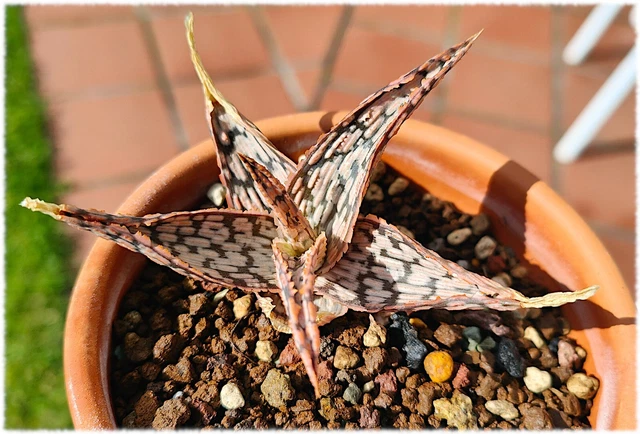 ALOE BLUE FANG x Pink Blush ( Haworthia, Aloe, Agave, Gasteria ) EUR 6 ...