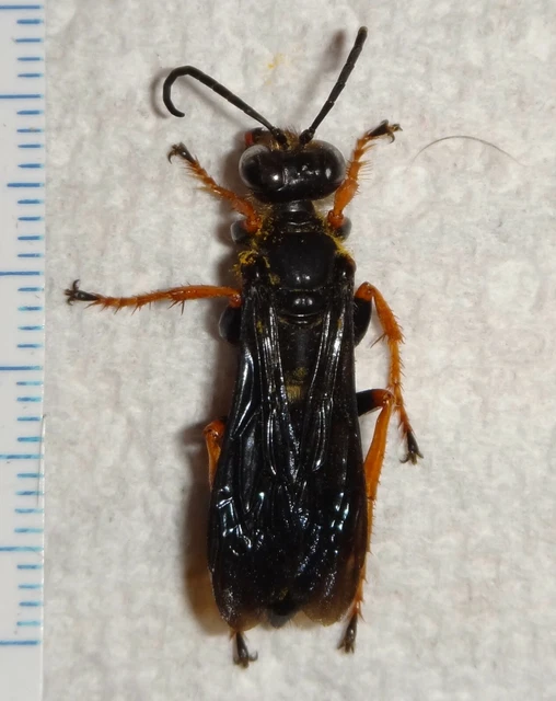SPHECIDAE PODIUM LUCTUOSUM Indiana #32G Wasp Insect Pepsis Vespa ...