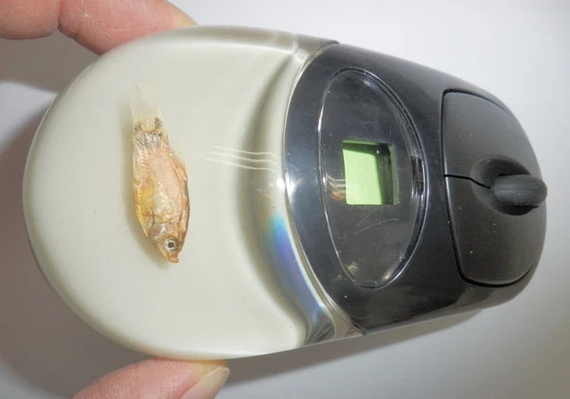 CORDLESS COMPUTER MOUSE Mickey Mouse Platy Fish Black Case On White SB5 ...