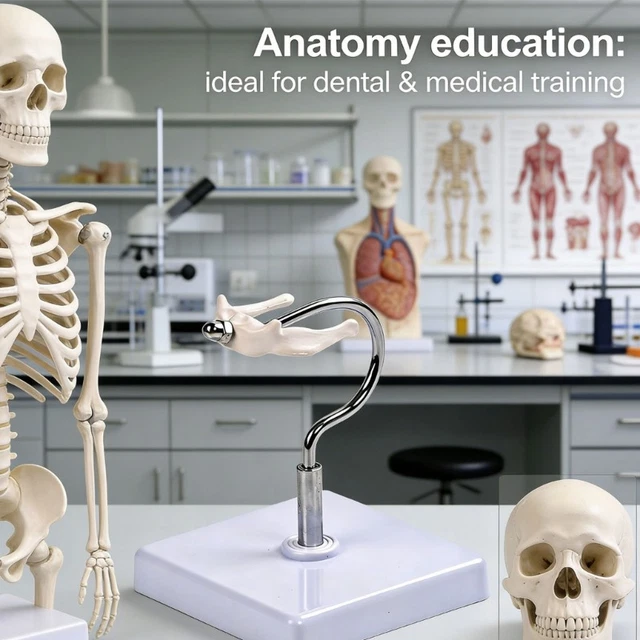 MULTI FUNCTIONAL EDUCATIONAL PVC Human Hyoid Bone Model For Anatomy ...