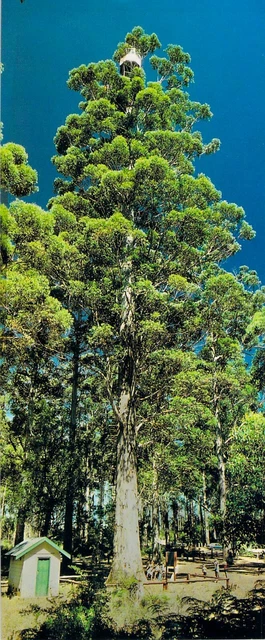 L0863 AUSTRALIA WA Pemberton Gloucester Tree Fire Lookout tree vintage ...