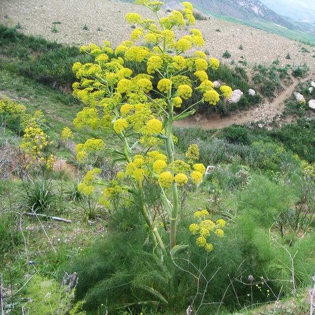 FERULA COMMUNIS SSP Cardonae - 10 Seeds - Giant Balaeres Fennel £2.50 ...