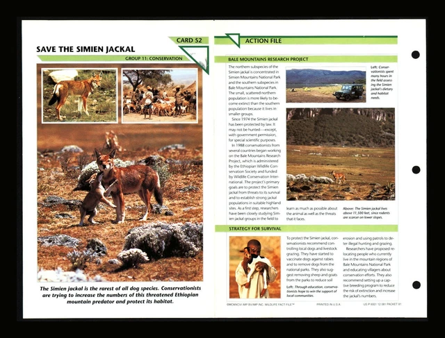 SAVE THE SIMIEN Jackal Wildlife Fact File Card Conservation Home School ...