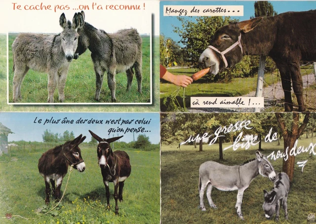 LOT DE 4 cartes postales postcards 10x15cm HUMOUR ANE DONKEY BURRO ESEL ...