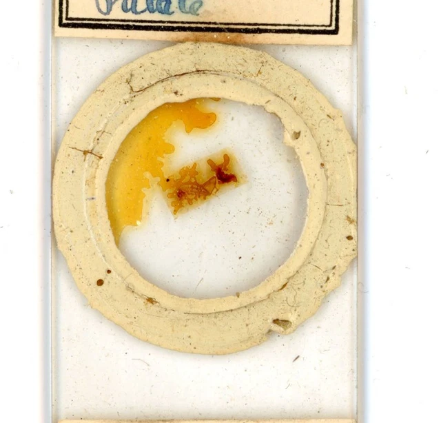ANTIQUE GLASS MICROSCOPE slide Mollusca Helix Prisana Palate #64 £9.99 ...