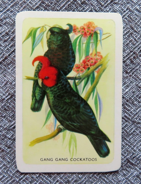 VINTAGE WOOLWORTHS SWAP Card: GANGA GANG COCKATOOS - Near Mint £8.32 ...