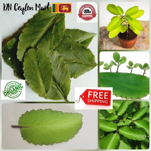 #500 LEAF OF Life Dried Miracle Bryophyllum Pinnatum Akkapana Plant ...
