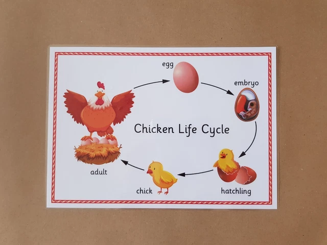 CHICKEN LIFE CYCLE Poster, EYFS, Early Learning, Science Teaching ...