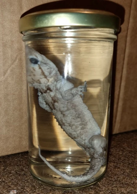WET SPECIMEN WHITE Spotted Gecko Tarentola annularis* Taxidermy Reptile ...