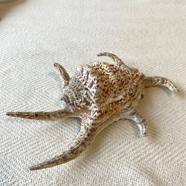 Spider Conch FOR SALE! - PicClick UK
