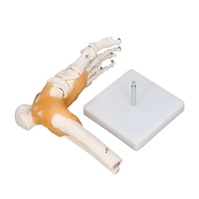HUMAN FOOT MODEL Anatomical Ankle Skeleton Bone W/Ligament 1 To 1 Life ...