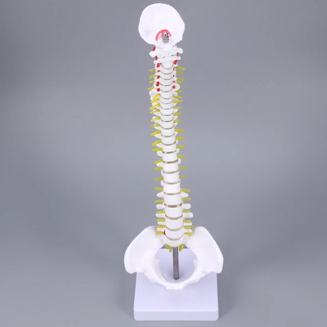 SPINAL CORD MODEL Anatomical Model Vertebral Column Model £38.28 ...