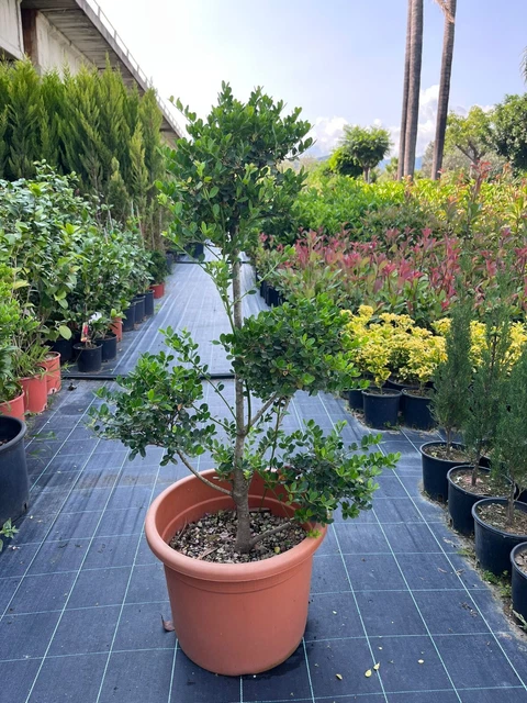 PIANTA DI ILEX Crenata Pom Poms a 5, Bonsai, H110-120cm EUR 119,00 ...