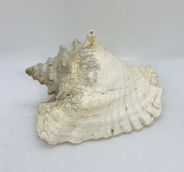 VINTAGE LARGE QUEEN Conch Sea Shell Natural Seashell Specimen Beach Art ...