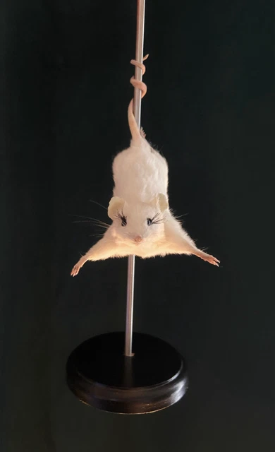 TAXIDERMY STRIPPER POLE Dancing Mouse 🐭 Unusual Oddities Black Base £80 ...