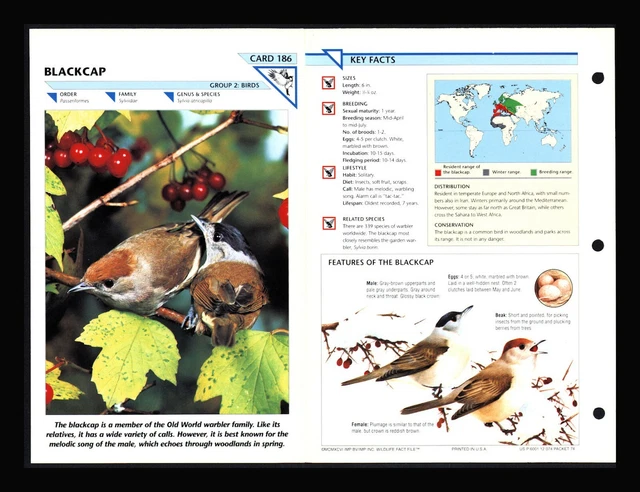 BLACKCAP WILD LIFE Fact File Bird Animal Card Home School Study 2.186 ...