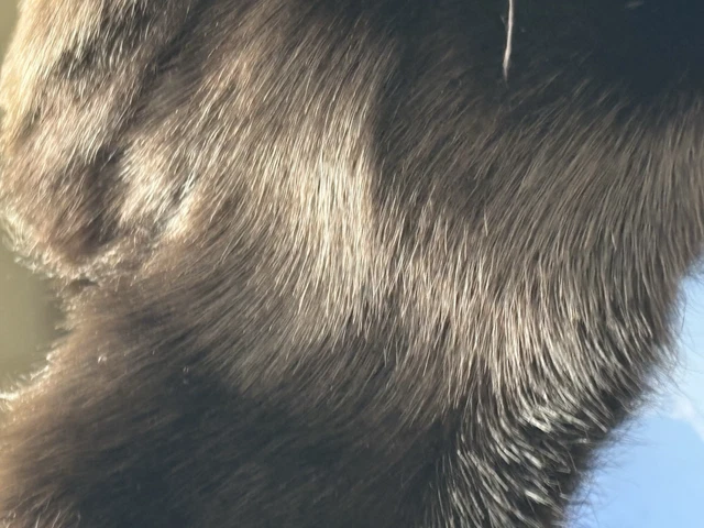 VINTAGE RUSSIAN Ushanka/Trapper Hat Made With American Mink Fur Unisex ...