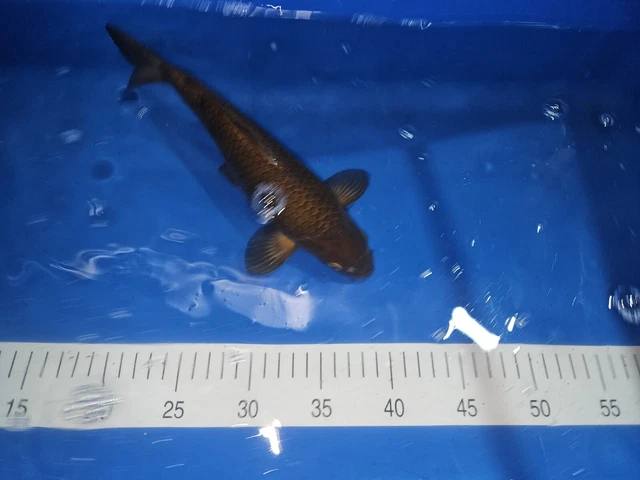 KOI CARP, GOOD quality,chocolate Chagoi 33cm, Collect ongar, no.133 £50 ...