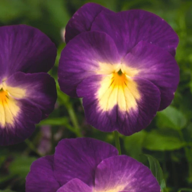 3X VIOLA JANET Hardy Evergreen Perennial Pansy Flower Well Rooted Plug ...