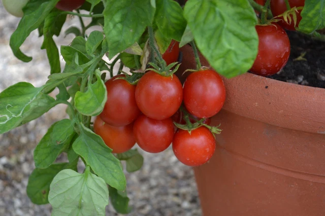 TOMATO MASKOTKA (TRAILING) 20 Finest Seeds £2.79 - PicClick UK