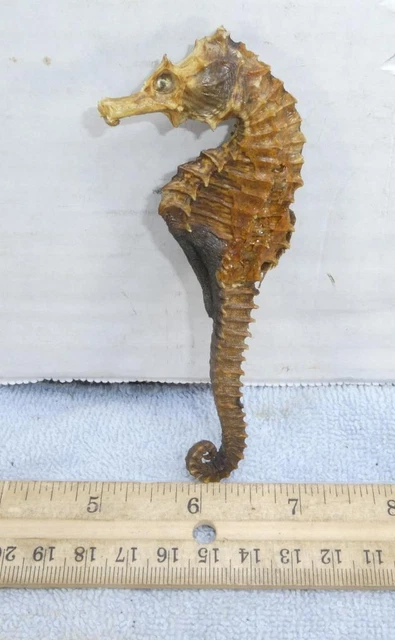 VINTAGE DRIED SEAHORSE Specimen Hippocampus Erectus Skeleton Curled ...