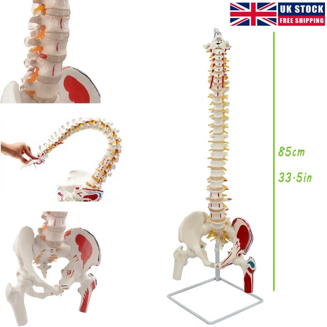 LIFE SIZE FLEXIBLE Vertebral Column Teaching Model w/Pelvic Spine ...