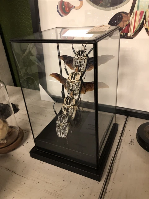 XL GOLIATH BEETLES in flight Taxidermy Insect Art in Display case ...