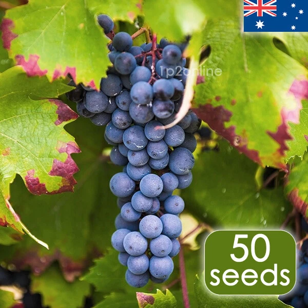 CABERNET SAUVIGNON GRAPE Seeds 50 RARE Grape Seed Wine Fruit Vine Plant Tree $11.78 - PicClick AU
