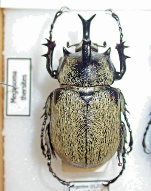 Rare Entomologie Dynastidae Megasoma Thersites 43 Mm Mexico Eur 10000 Picclick Fr