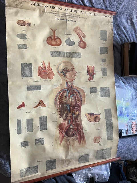 THE ENDOCRINE SYSTEM Anatomical Wall Chart £14.95 - PicClick UK