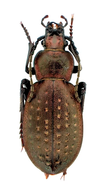 138- CARABUS - Orinocarabus bertolinii bertolinii f19 - Italy Trentino ...