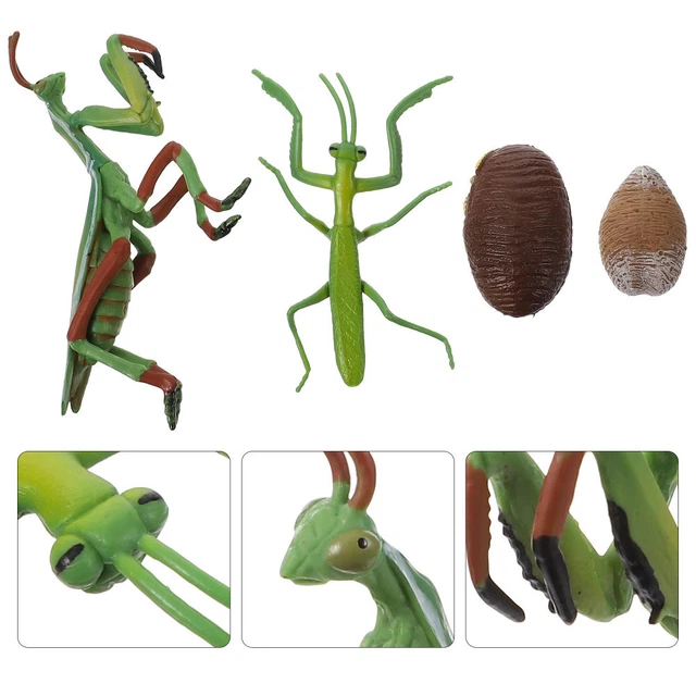 LIFE CYCLE FIGURINES Set Life Cycle Exploration Toy Life Cycle Toys £9. ...