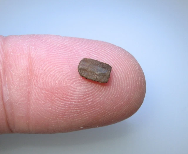 PLEISTOCENE ICE AGE GORGEOUS TINY Baby turtle shell scute fossil ...