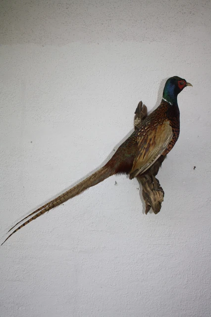 TIERPRÄPARAT FASAN, HAHN, Jagdfasan, Jagd, Trophäe, Deko, Vintage EUR ...