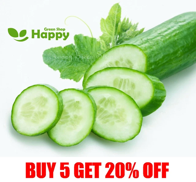 VEGETABLE SEEDS CUCUMBER F1 - KING OF SALAD 80 SEEDS greenhouse/outdoor ...