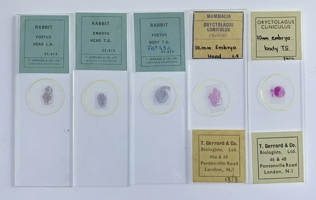 FIVE VINTAGE MICROSCOPE Slides of Rabbit Embryo Sections £20.00 ...