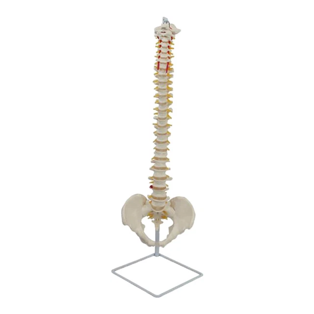 LIFE SIZE HUMAN Spine Bone Skeleton Model, PVC Vertebral Curve Model ...