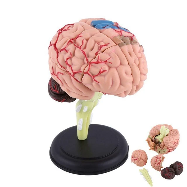 4D DISASSEMBLED ANATOMICAL Human Brain Model Anatomy Teaching Model ...