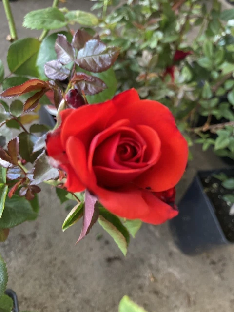 TWO RED FLORIBUNDA Rose Bushes 'Trumpeter' (Bare Root) Free UK Postage ...