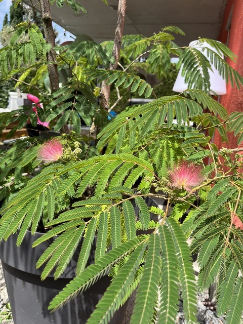 Seidenbaum Winterhart Kaufen