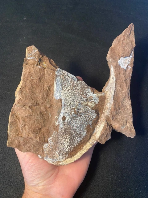 RARE ZENASPIS PODOLICA Armoured Fish Skull Ukraine Devonian Fossil NO ...