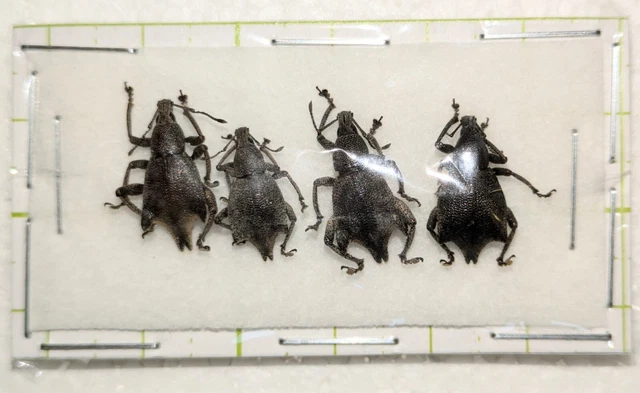 ELYTRURUS EXPANSUS, 4 Specimens, very Scarce weevils from Fiji £30.00 ...