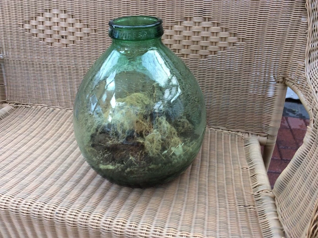 VINTAGE VIRESA GLASS Carboy Terrarium Bottle Garden £40.00 - PicClick UK