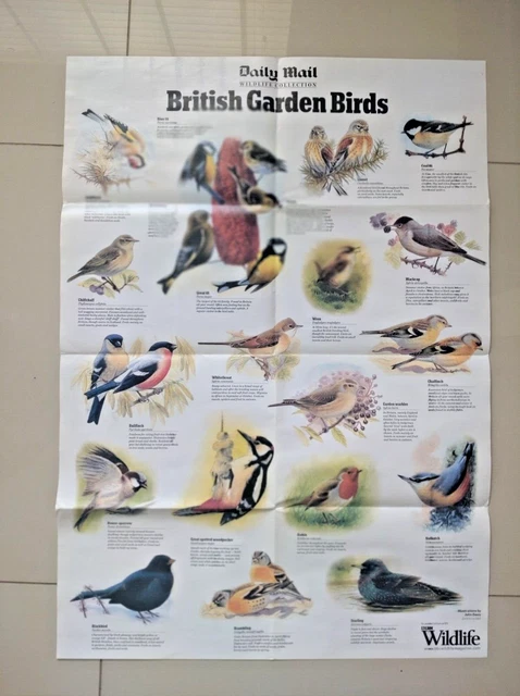 WILDLIFE WALLCHART BRITISH Garden Birds BBC Wildlife Daily Mail Vintage ...